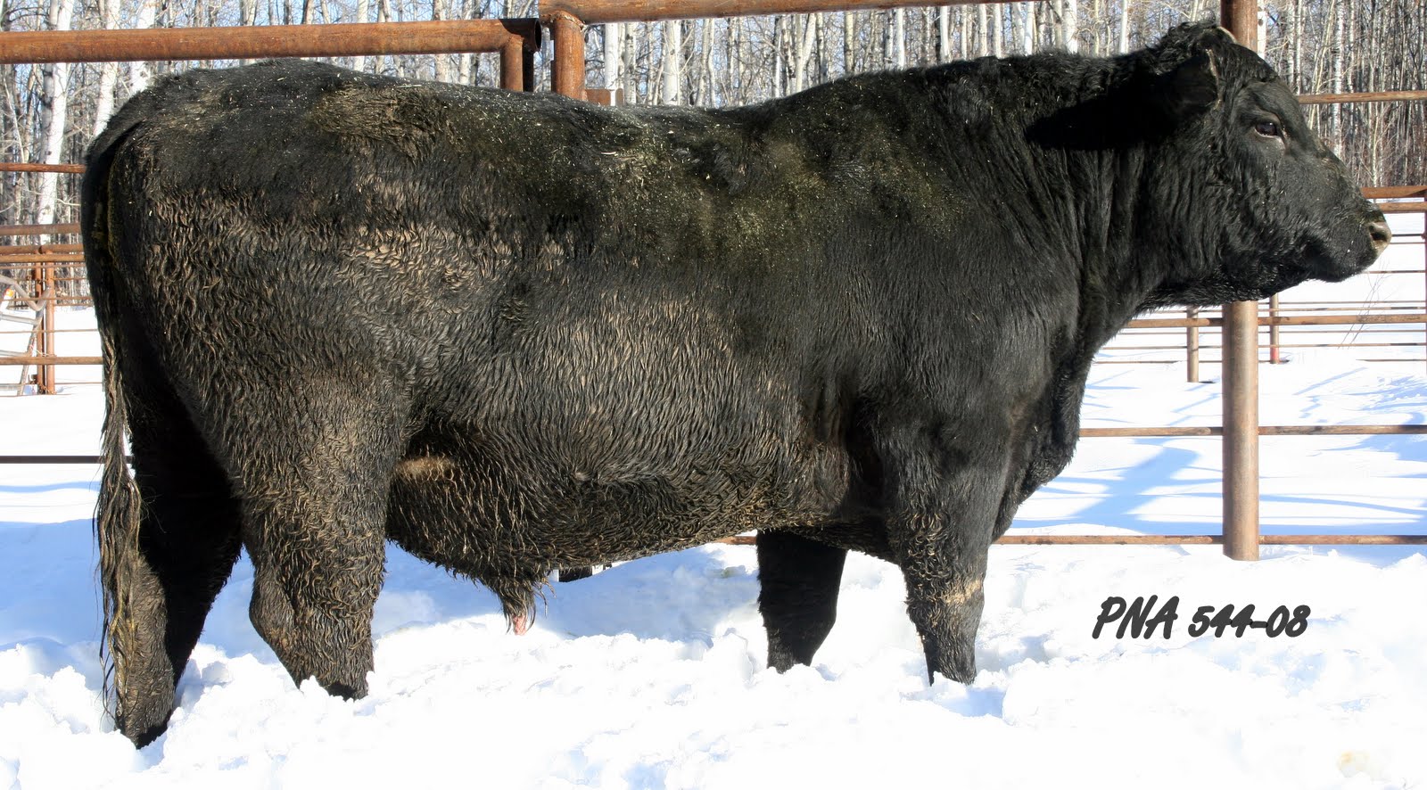 BULL SALES | venator-ranch-ltd