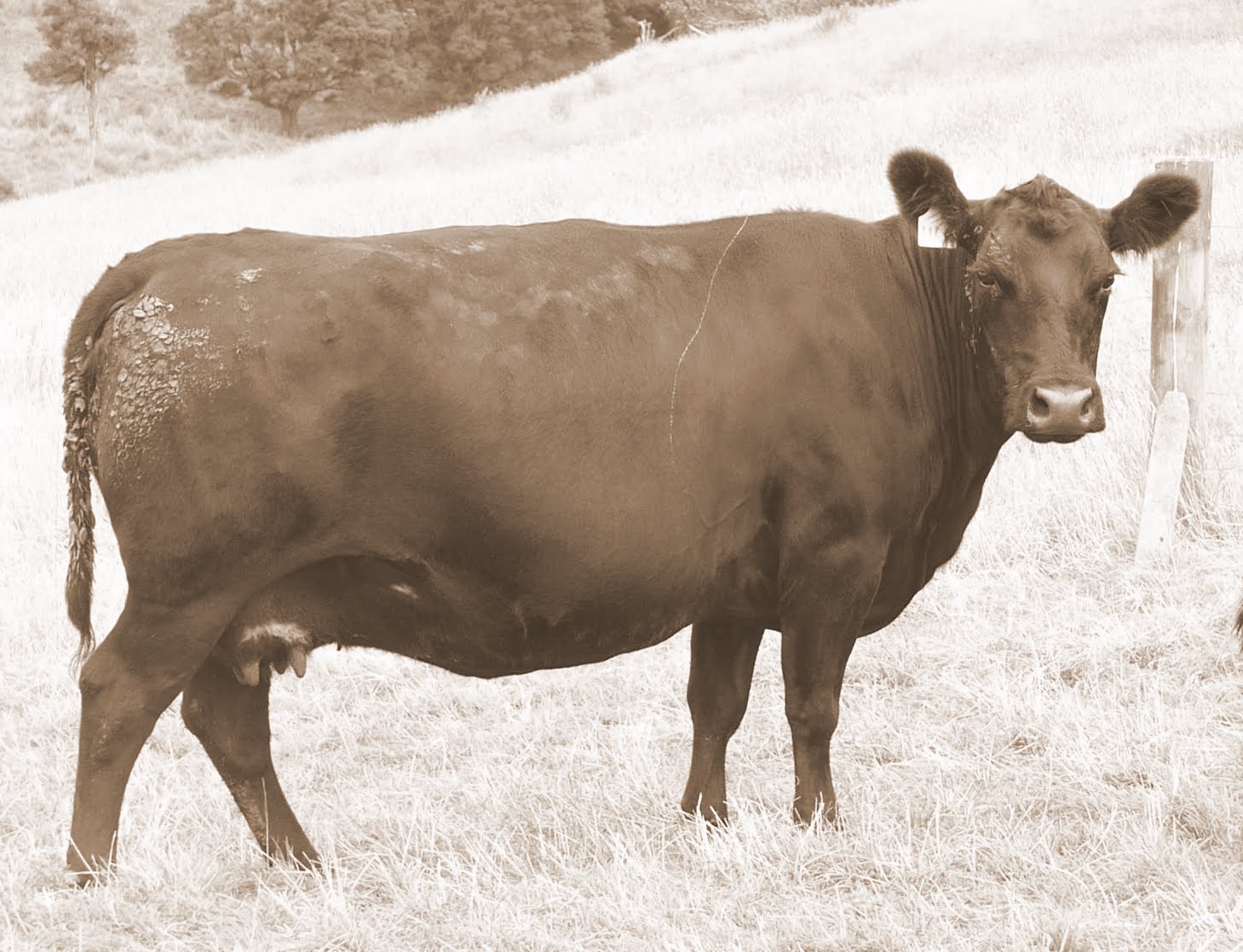 SEMEN SALES | venator-ranch-ltd