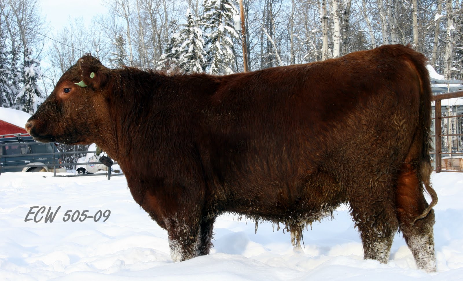 BULL SALES | venator-ranch-ltd