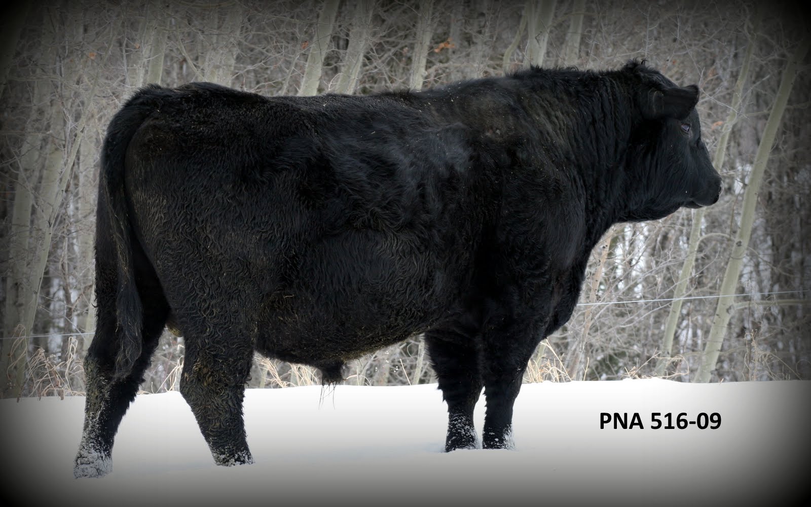 BULL SALES | venator-ranch-ltd