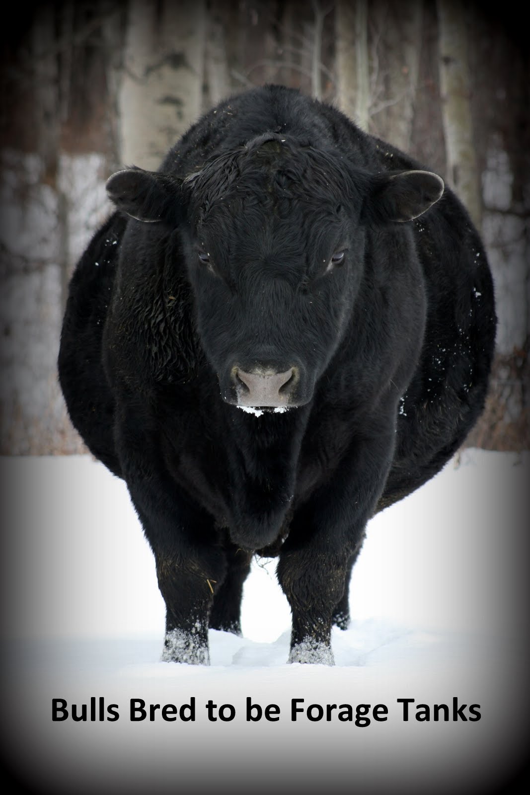 BULL SALES | venator-ranch-ltd