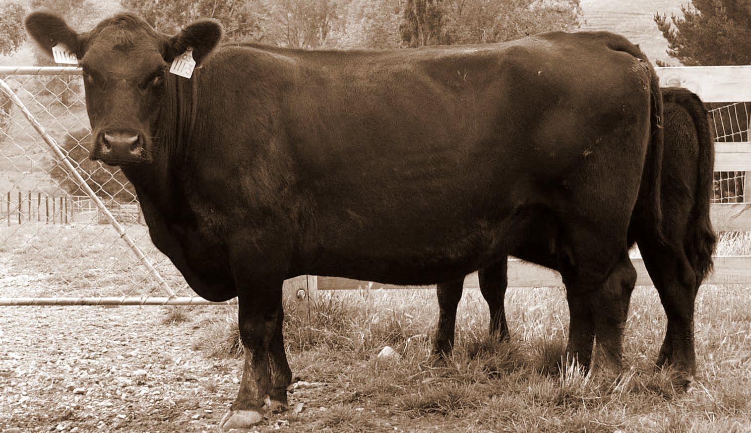 SEMEN SALES | venator-ranch-ltd