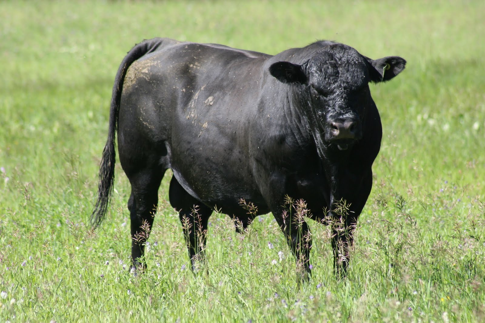 BULL SALES | venator-ranch-ltd