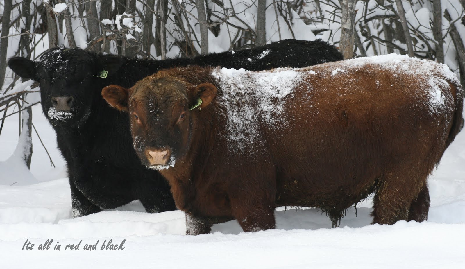 BULL SALES | venator-ranch-ltd