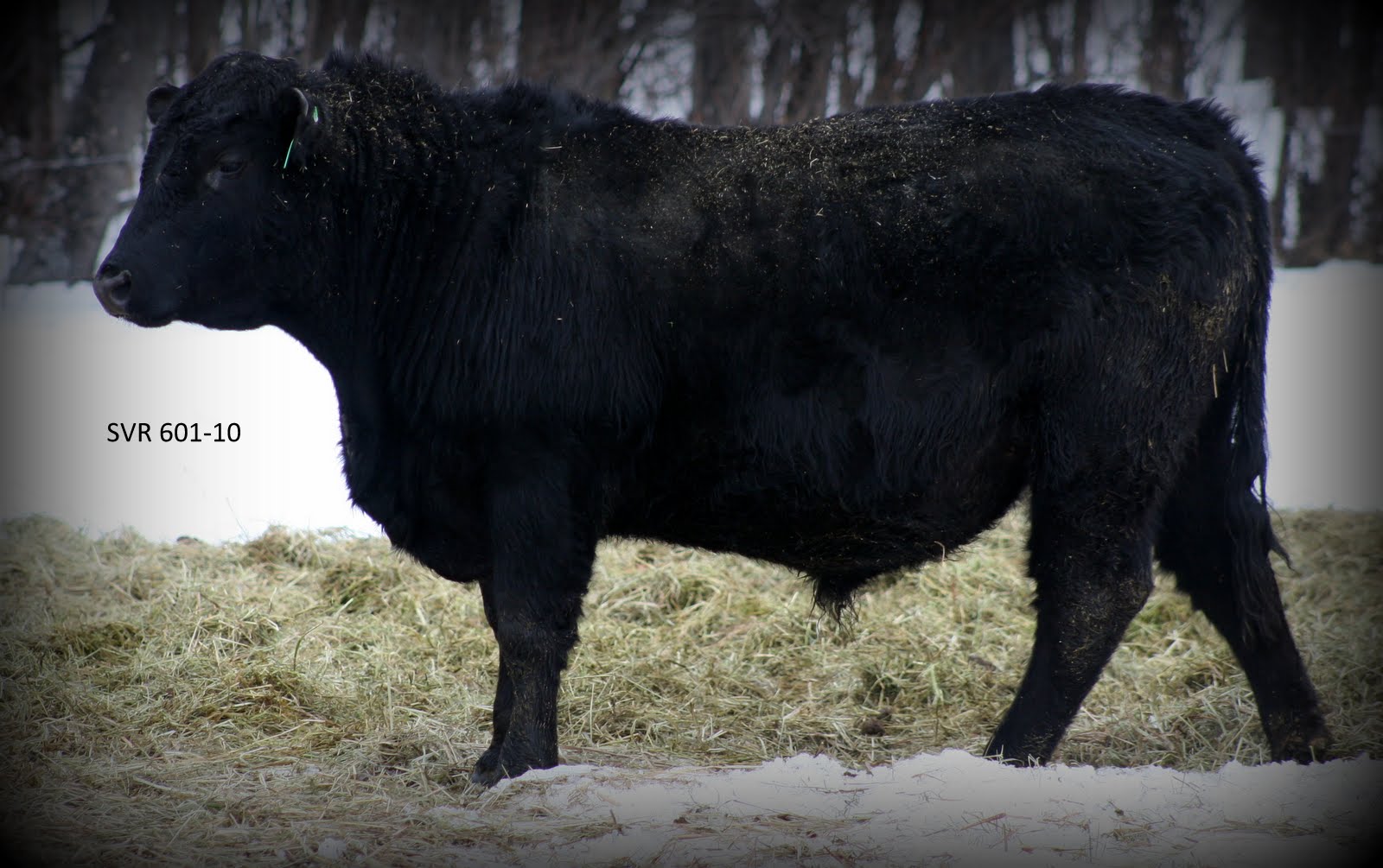 BULL SALES | venator-ranch-ltd