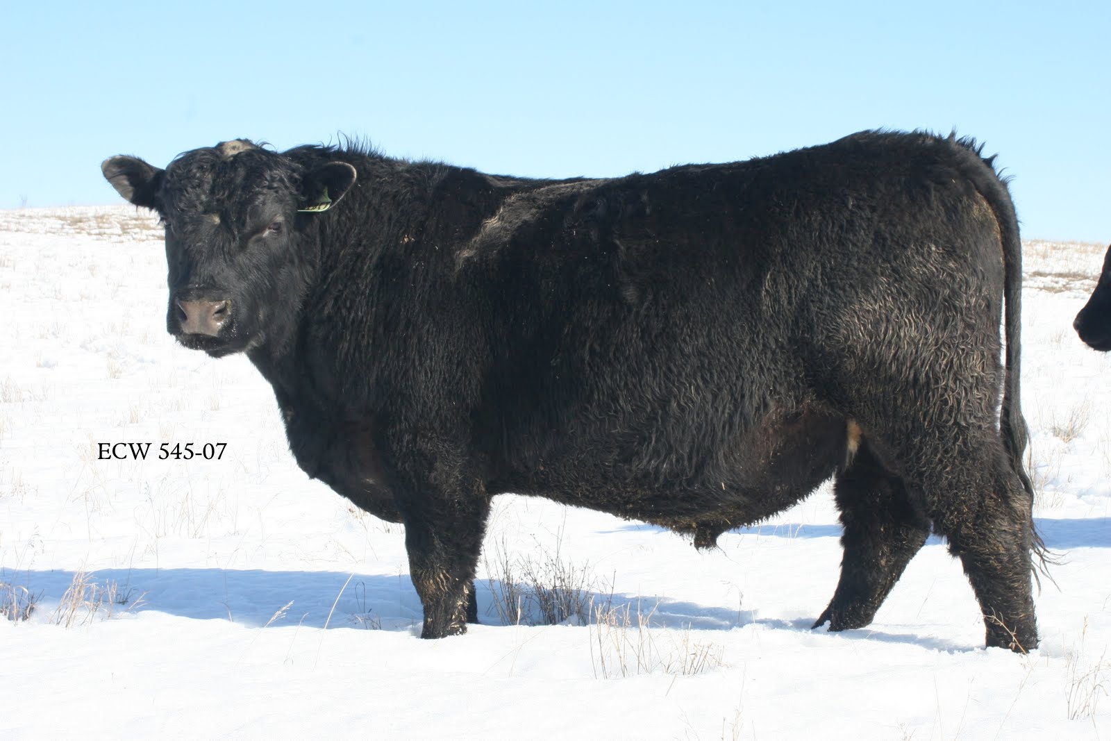 BULL SALES | venator-ranch-ltd