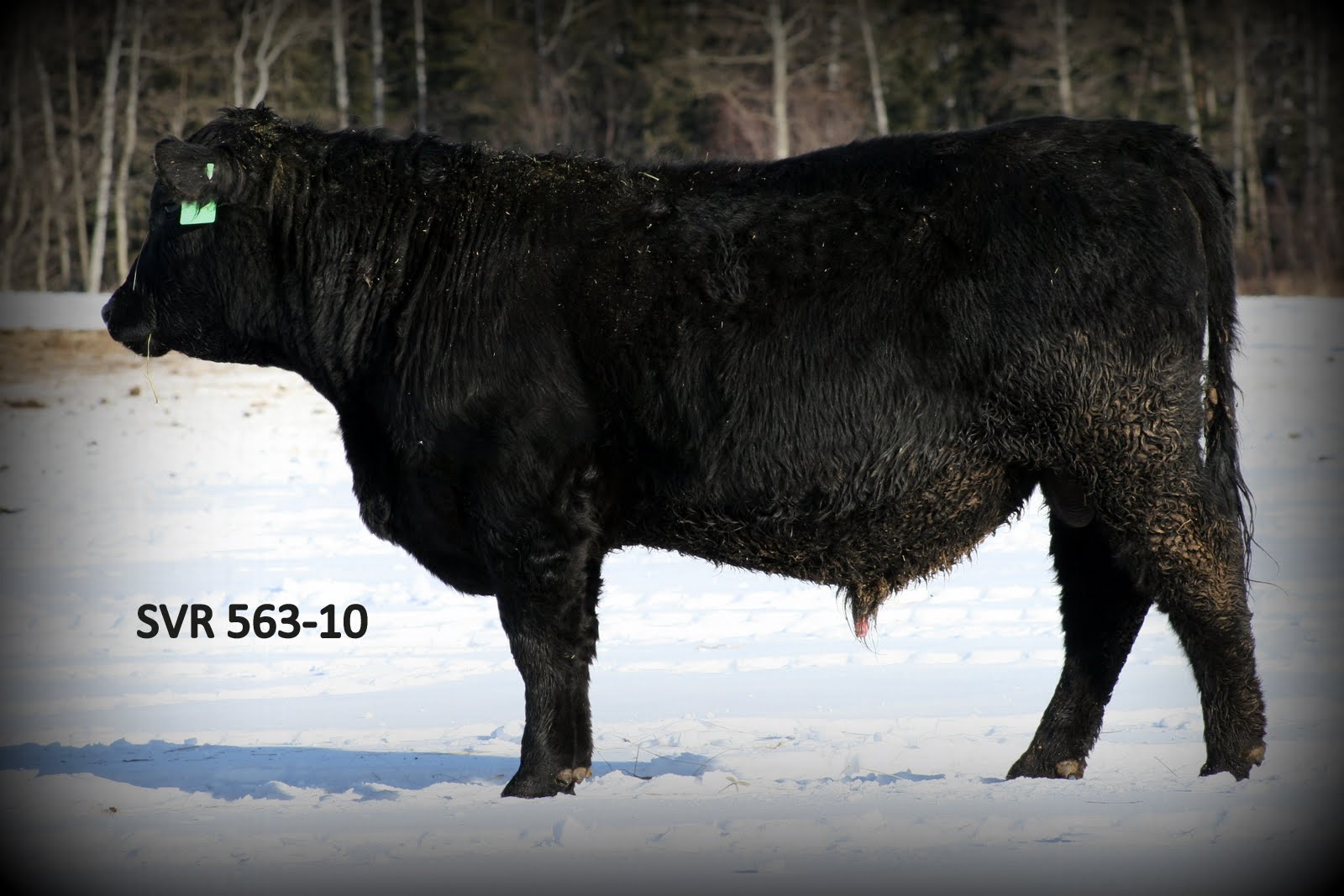 BULL SALES | venator-ranch-ltd