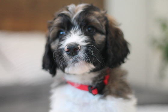 Top Quality Dog Breeder | The Canine Society