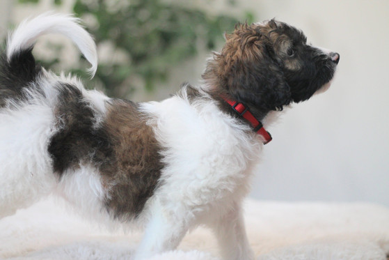 Top Quality Dog Breeder | The Canine Society