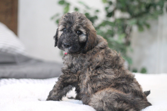 Top Quality Dog Breeder | The Canine Society