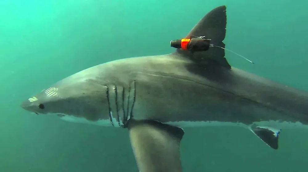 Egipt wznawia system monitorowania rekinów w Morzu Czerwonym. Będzie ...