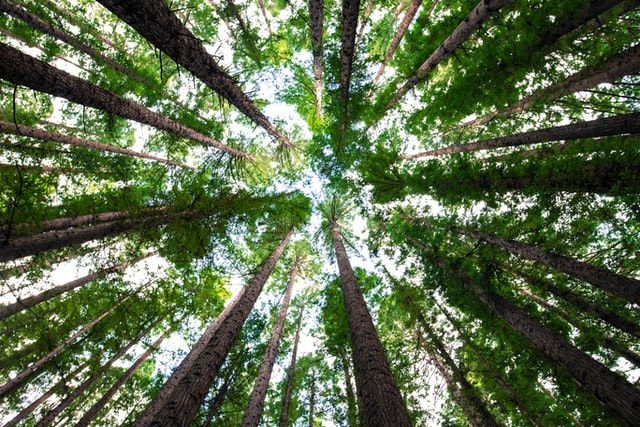 Are Paper Towels Bad For The Environment 6 Facts About Paper Towels are-paper-towels-bad-for-the-environment-6-facts-about-paper-towels