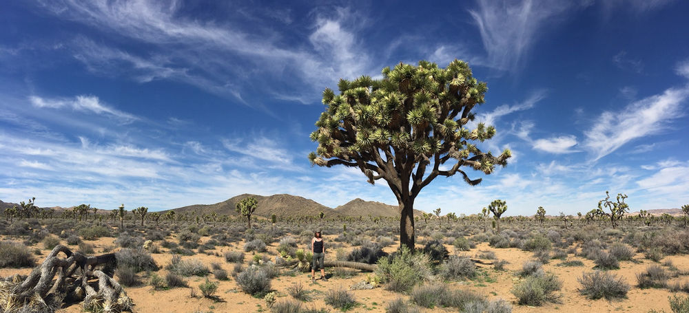 22 AMAZING Facts About the Joshua Tree: Everything You Need to Know