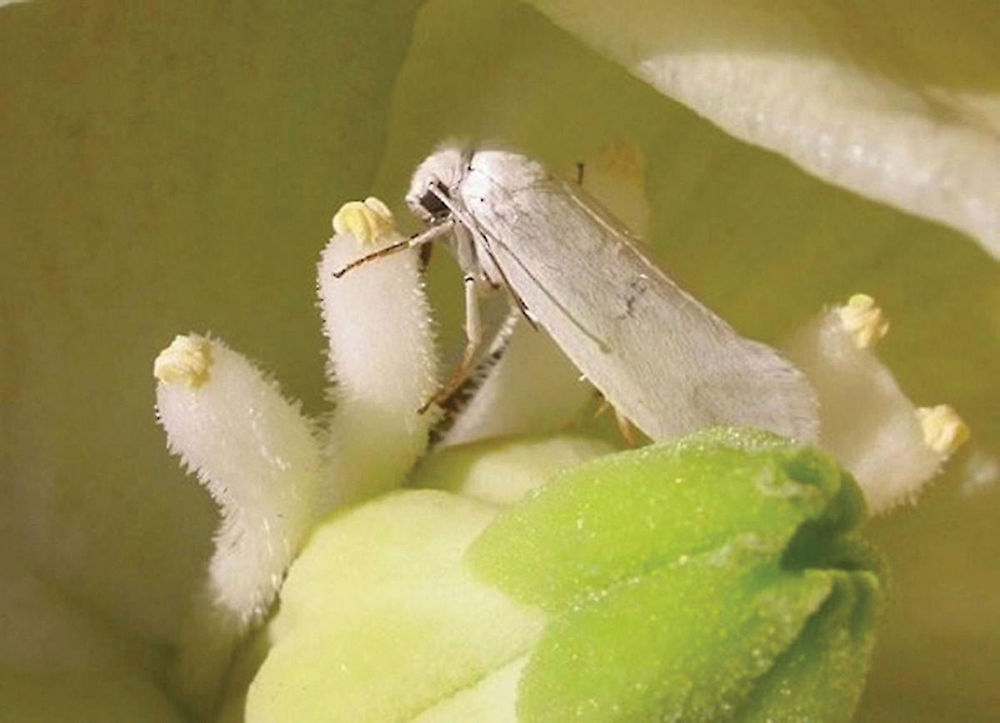 22 AMAZING Facts About the Joshua Tree: Everything You Need to Know