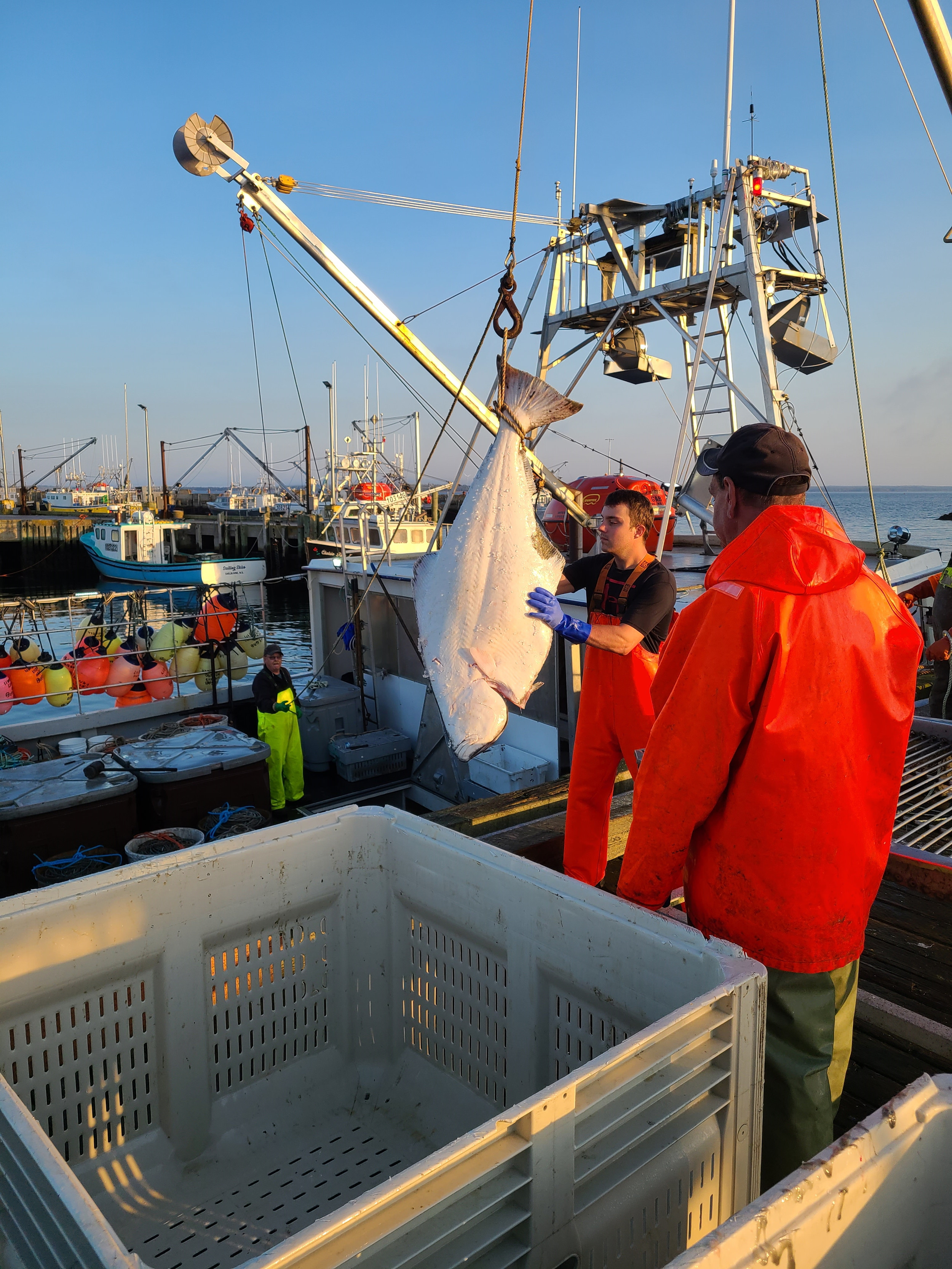 Fresh Atlantic Halibut | Xsealent Seafood Company
