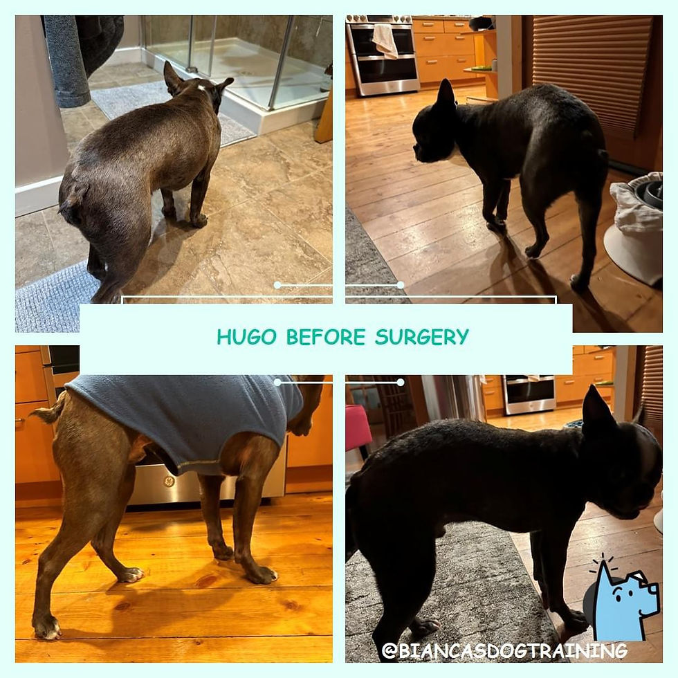 Hugo's Journey Through Health and Healing: Advocacy, Diagnosis, and ...