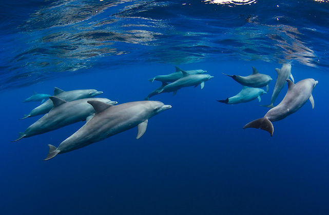 Our Team | Ocean Vision Legal