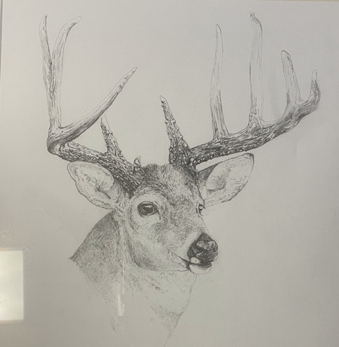 Whitetail Buck Pencil Sketch | Deercor.com