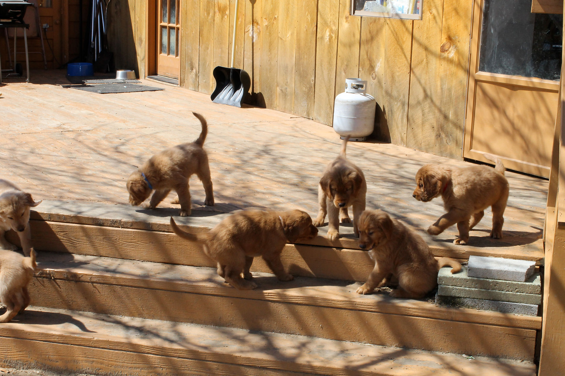 CT Breeder of Golden Retriever Puppies About us page