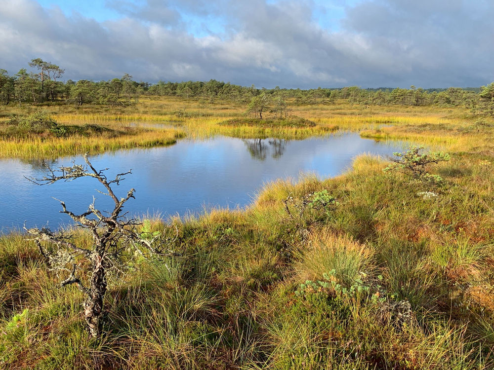 11 Reasons To Visit A Bog On Your Estonia Roadtrip
