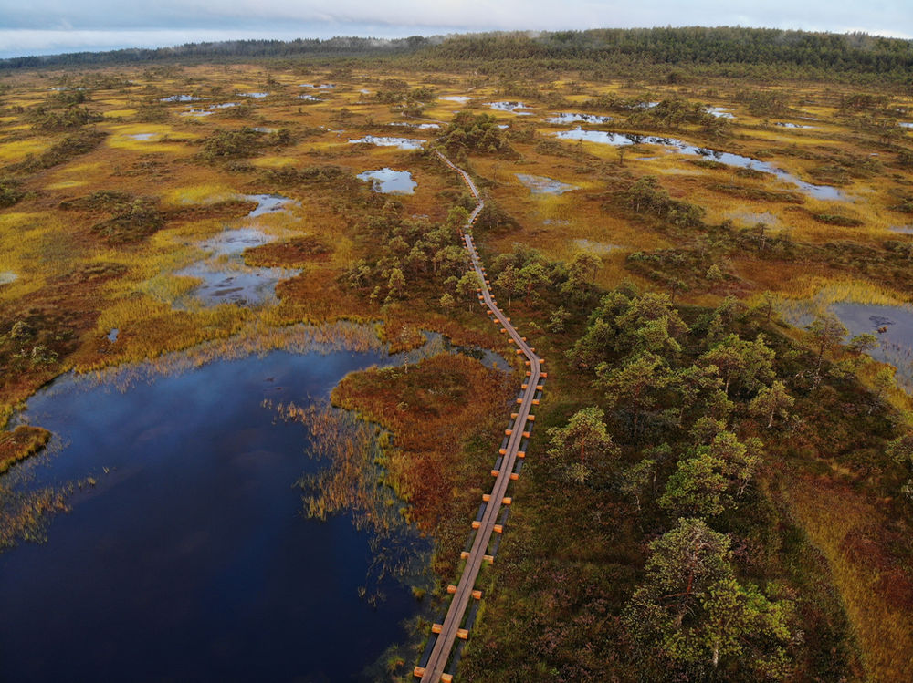 11 Reasons To Visit A Bog On Your Estonia Roadtrip