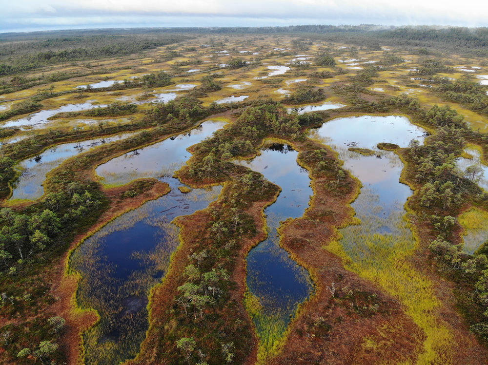 11 Reasons To Visit A Bog On Your Estonia Roadtrip