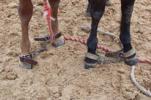 Front Leg Hobbles | Happi Horse