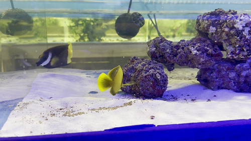 Fiji Mimic (Chocolate) Tang WYSIWYG | Derek's