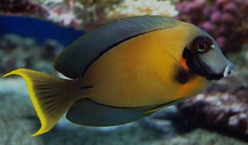 Fiji Mimic (Chocolate) Tang | Derek's