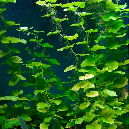 Hydrocotyle Leucocephala | Derek's