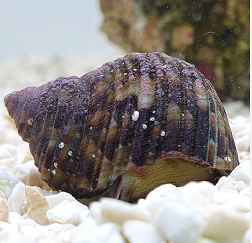Mexican Turbo Snail | Derek's