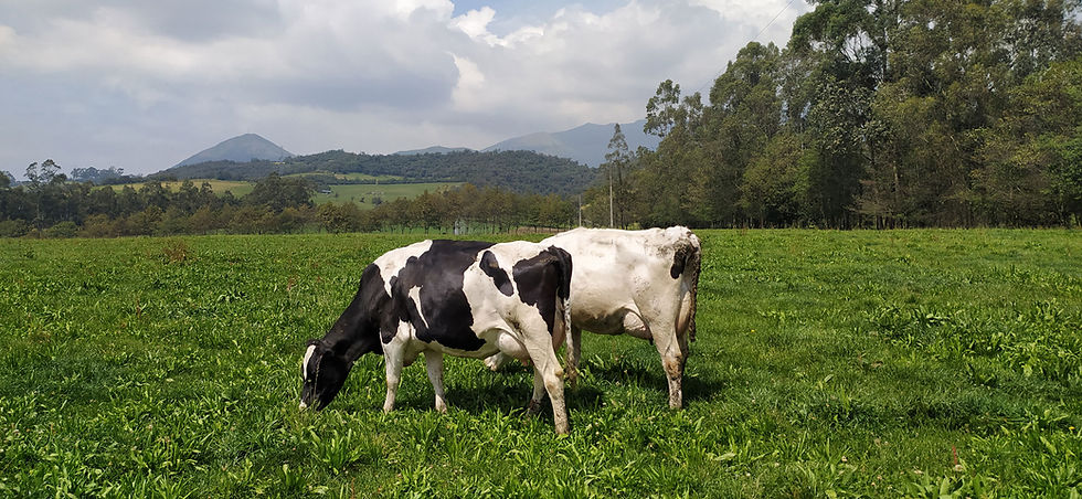 Select Sires | Selectecuador