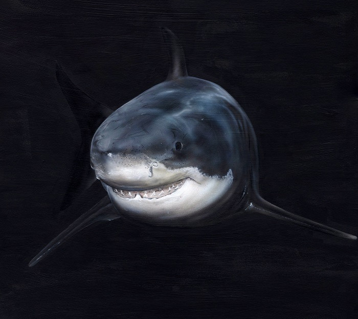SHARKS | Nick Oneill Art