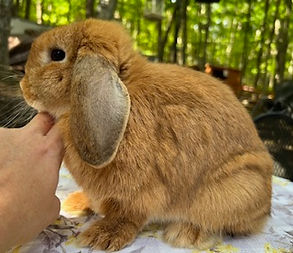 Available Holland Lops | Little Lops Of Roano