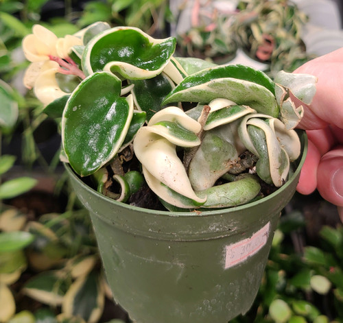 Hoya compacta variegated | SeanWhite