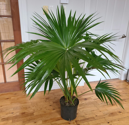 Palmier Chinese fan Livistona rotundifolia | SeanWhite