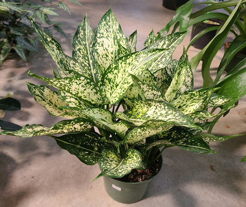 Aglaonema Spring Snow | SeanWhite