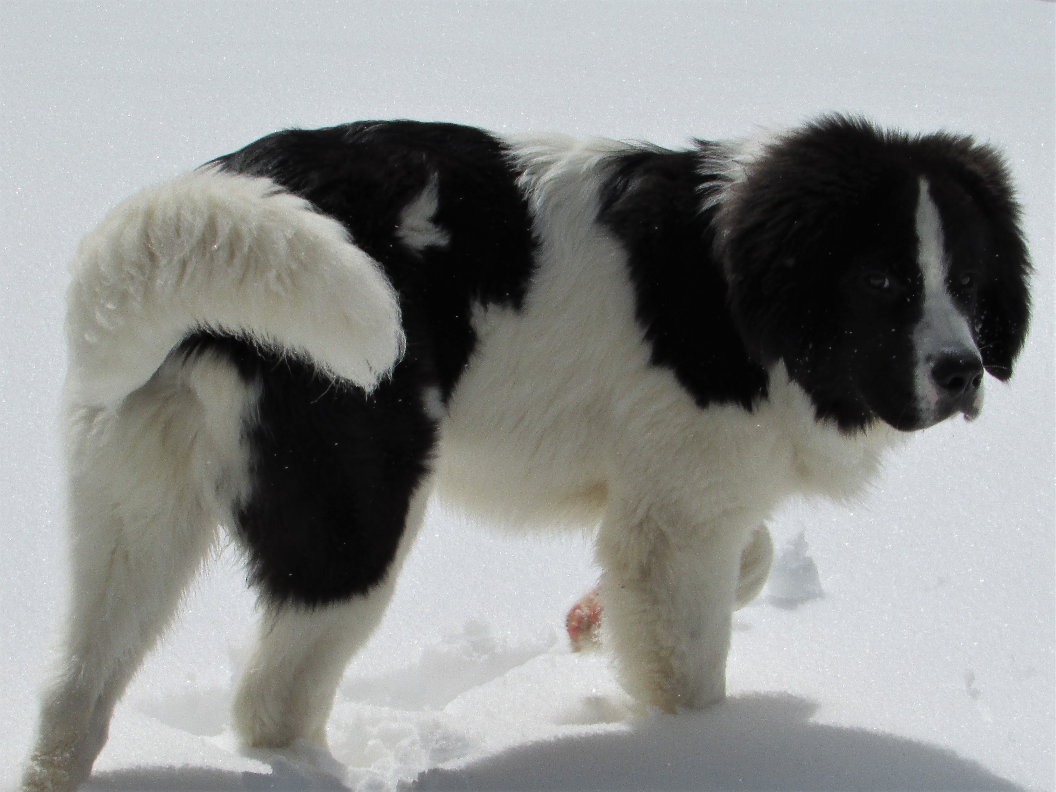 Landseer | Landseer ECT Club of America | United States