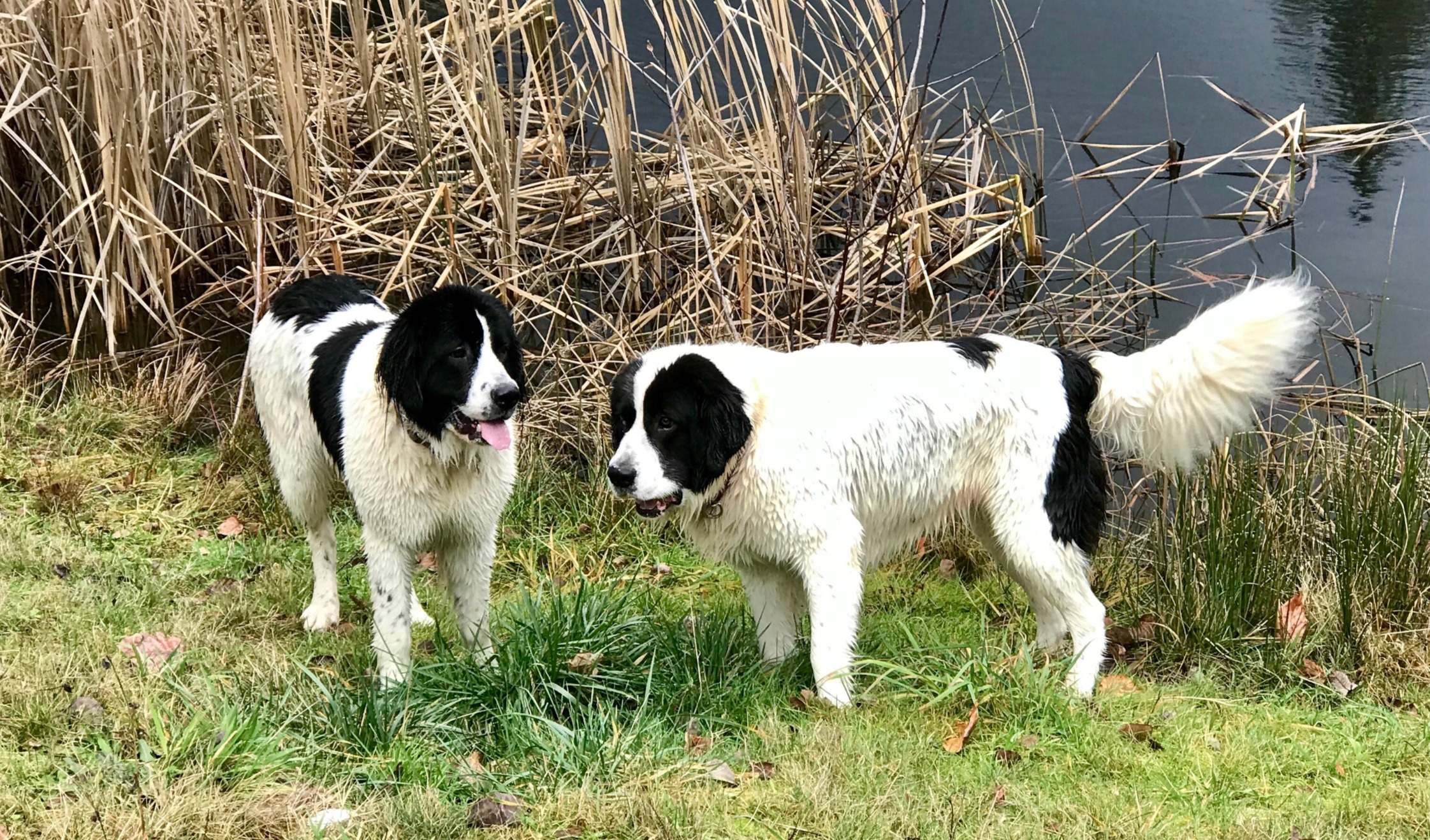 Landseer ECT Logo Merchandise | Snowy Pine Dog Training