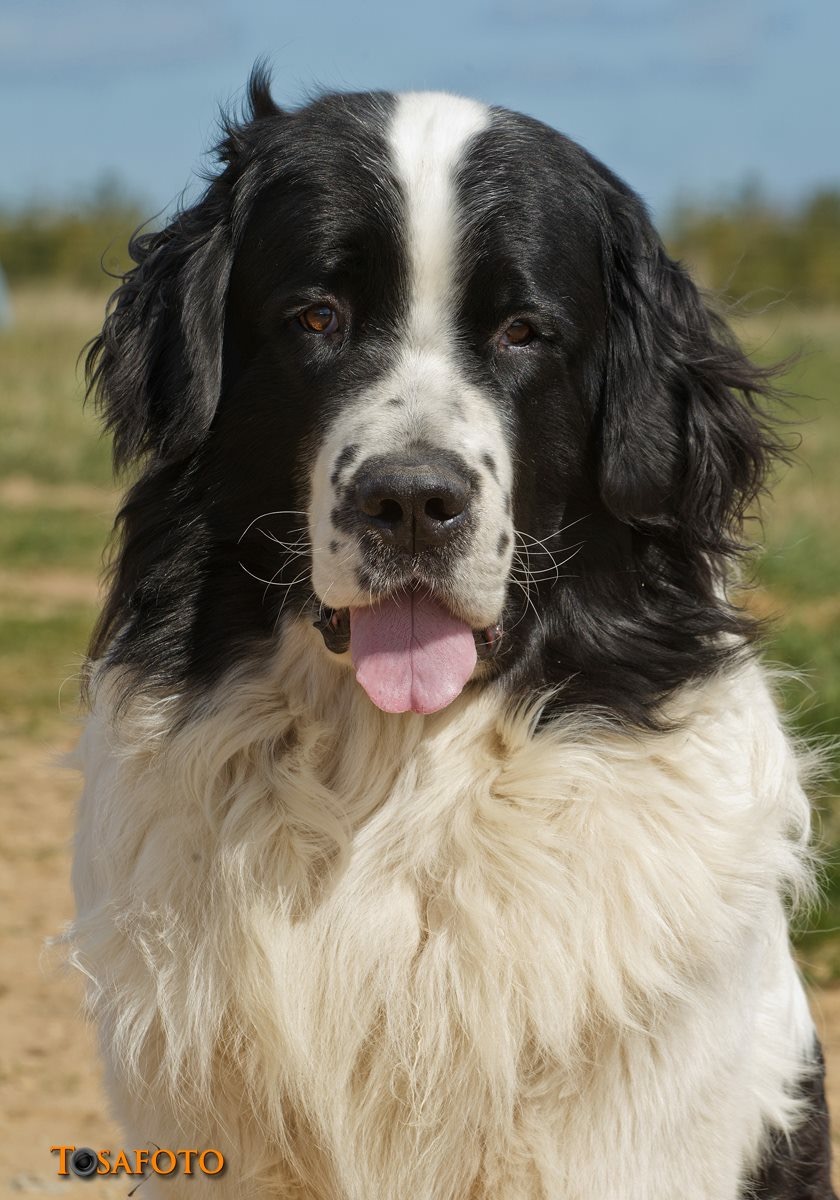 Landseer ECT Logo Merchandise | Snowy Pine Dog Training