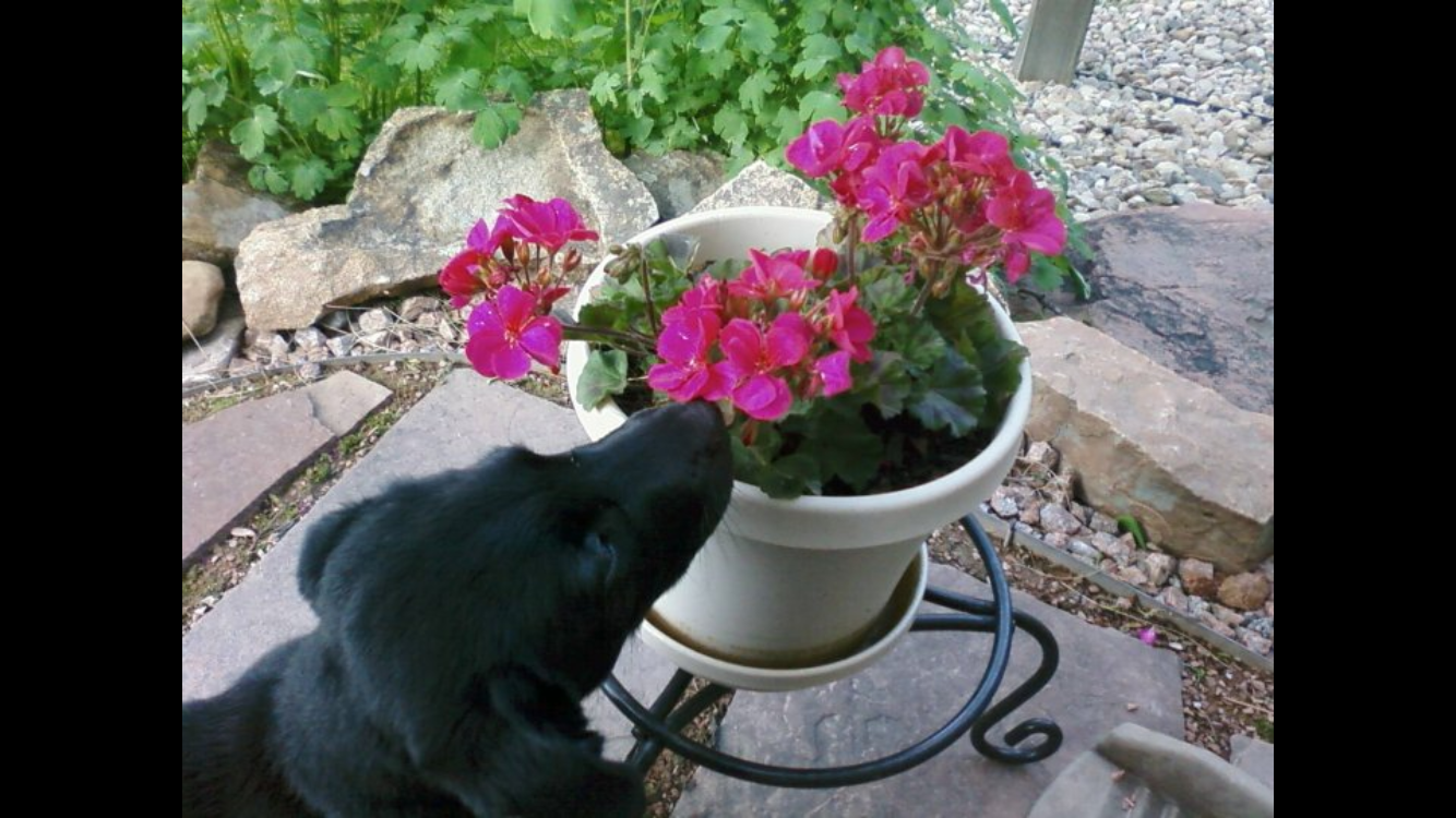 Thoughts From Six Feet Away: Cold Nose, Warm Heart