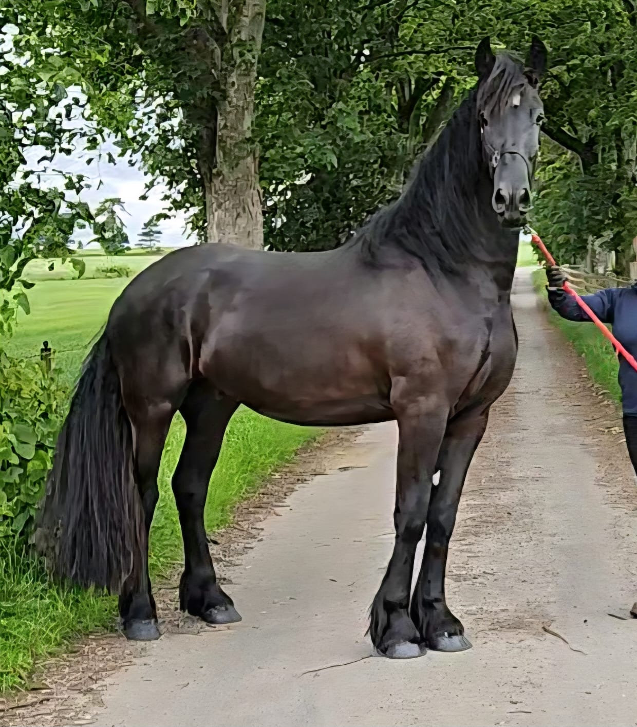 *SOLD* Outstanding 3 years old Friesian Gelding | Friesians Scotland