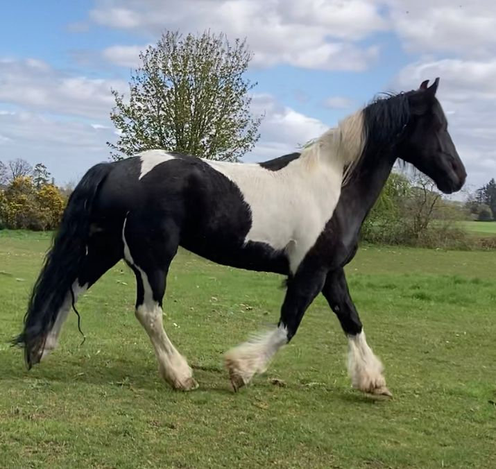*SOLD* 6 years old Friesian x Cob gelding | Friesians Scotland