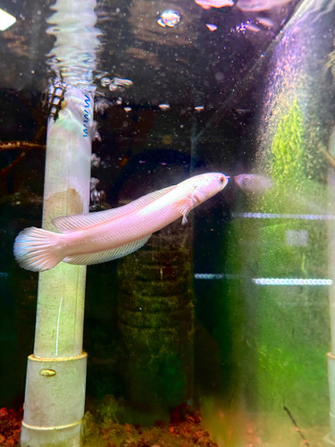 RARE!! Channa Asiatica Platinum ~3inches | Ultima Channa