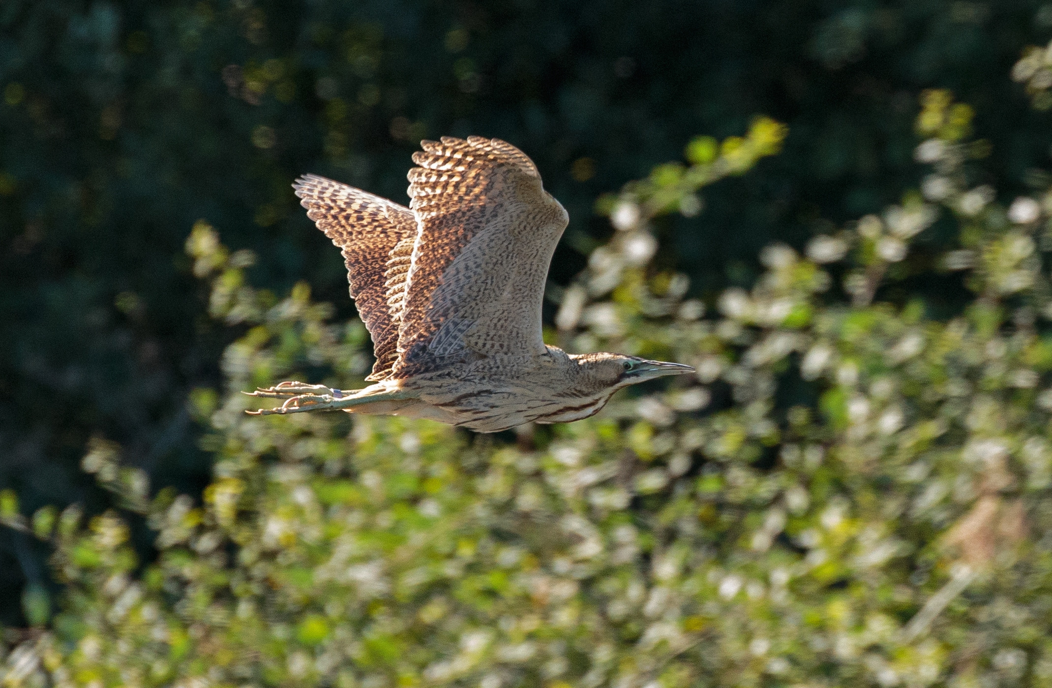 Lee Valley’s Bittern Roost Watch returns