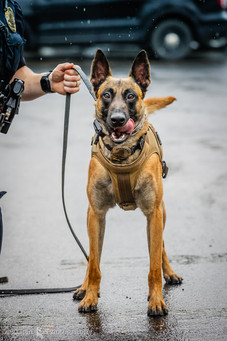 Capital K9s | police k9 nonprofit | Madison, WI 53701, USA