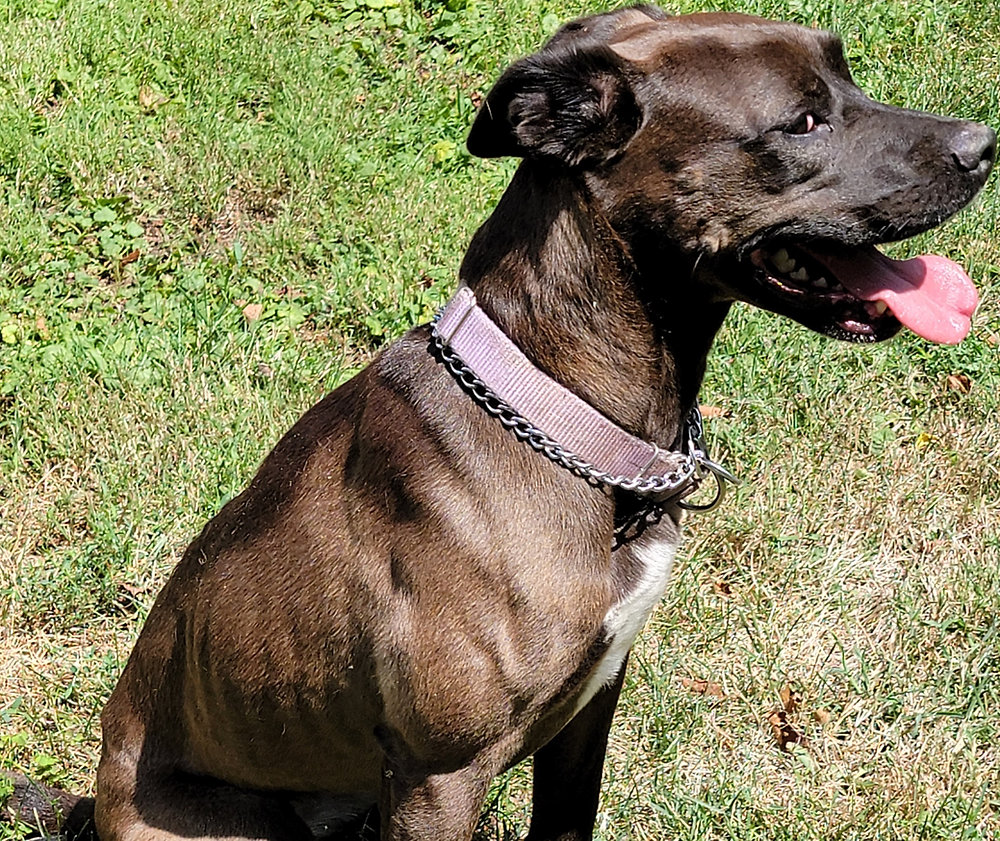 The Benefits of Training for Reactive Dogs | Acadia Canine Academy