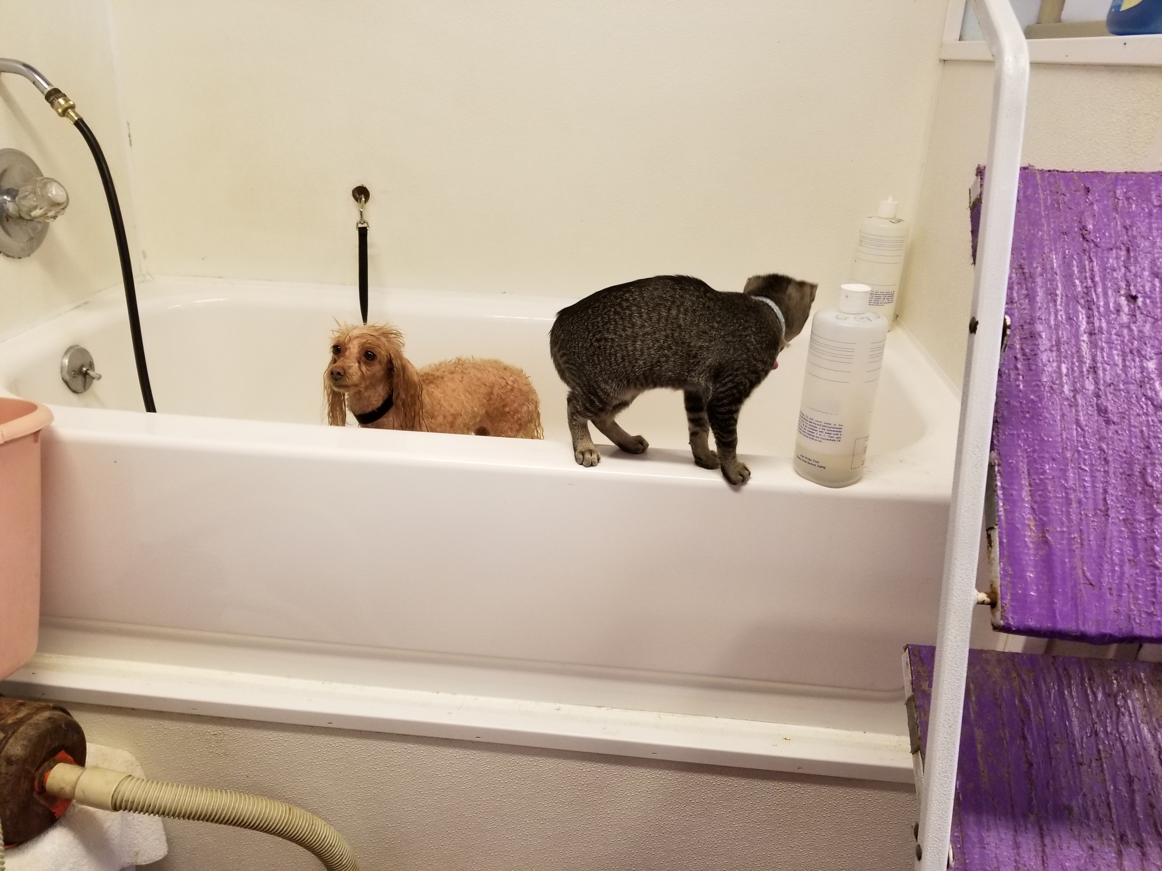 GALLERY | thegroomingroom