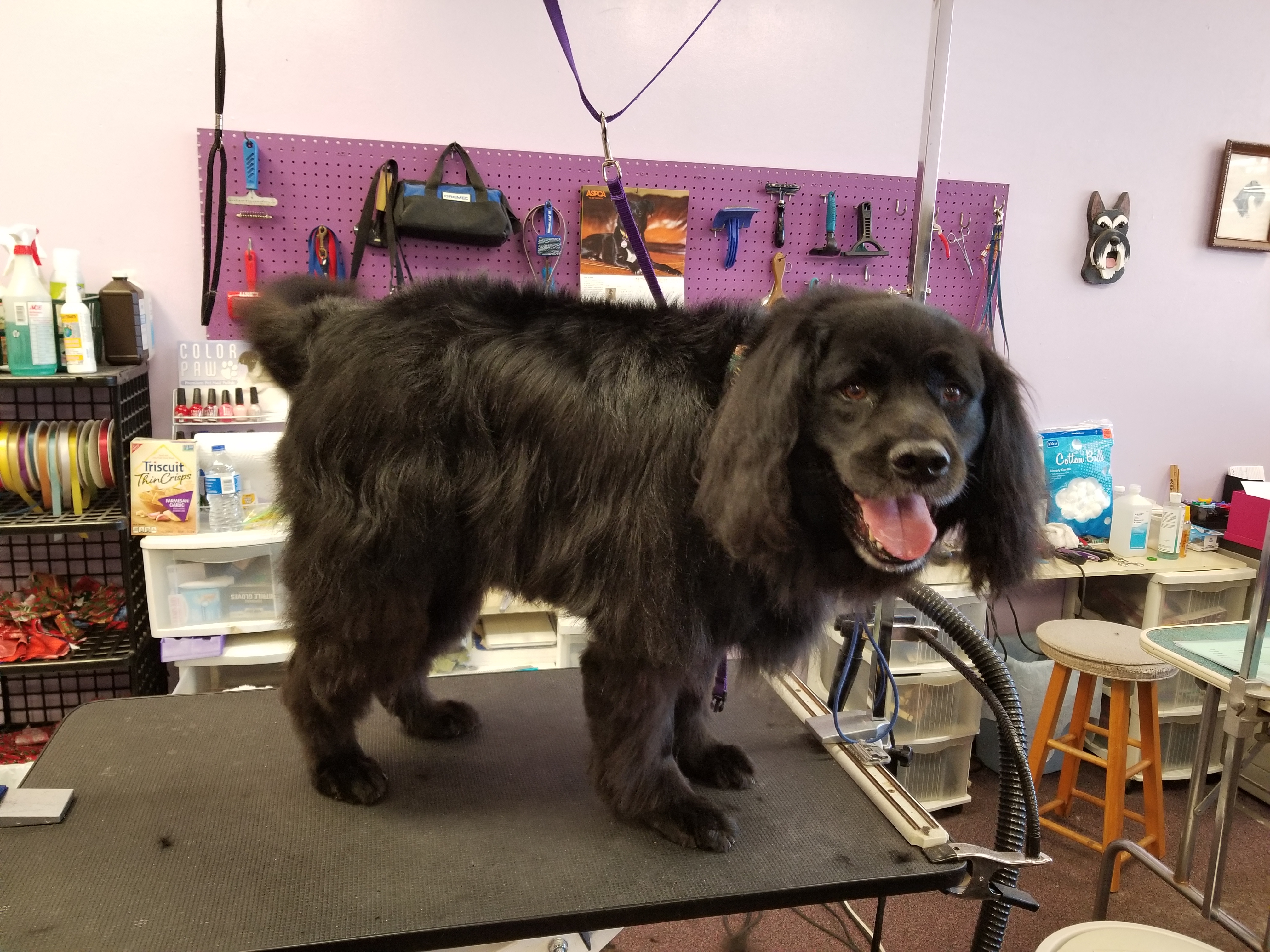 GALLERY | thegroomingroom