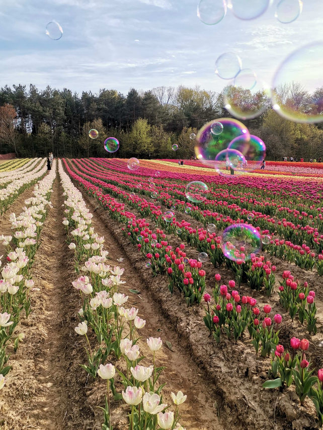 Jp Niagara Tulip Experience Tulip Festival In Fenwick Ontario